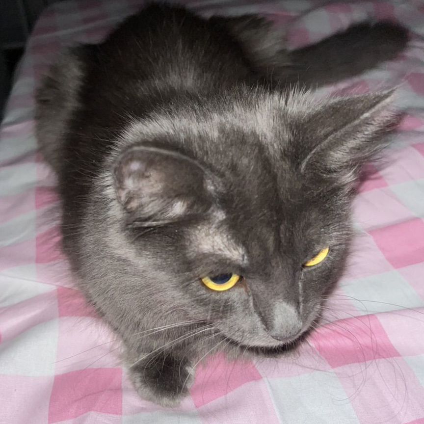 Кошка