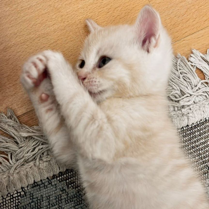 Шотландская вислоухая котята