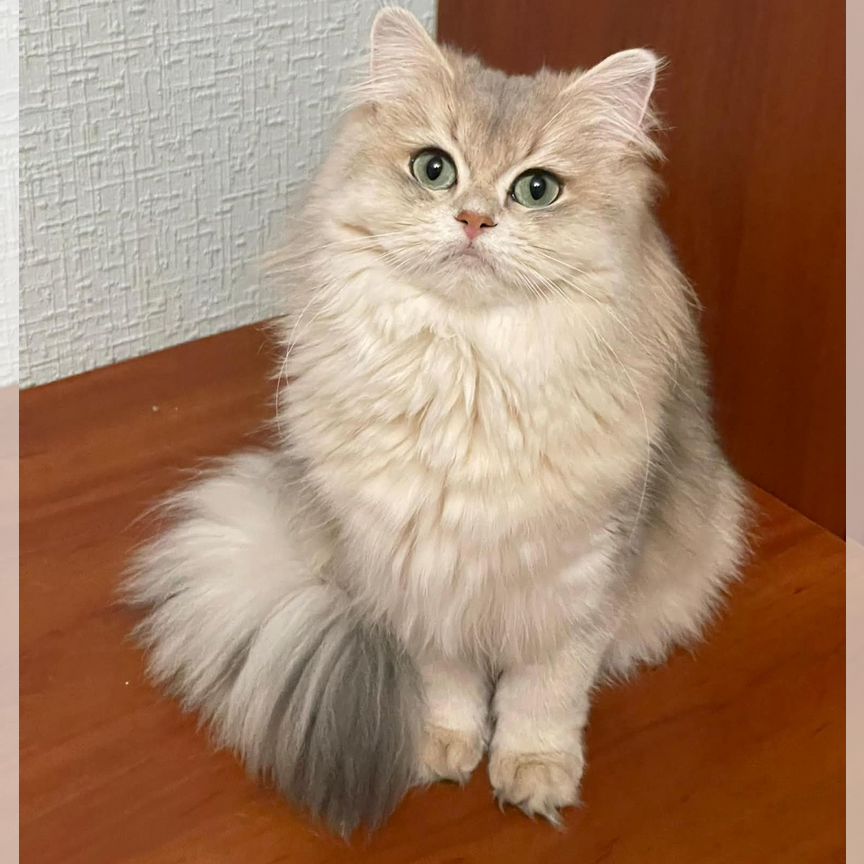 Британский длинношёрстный котёнок