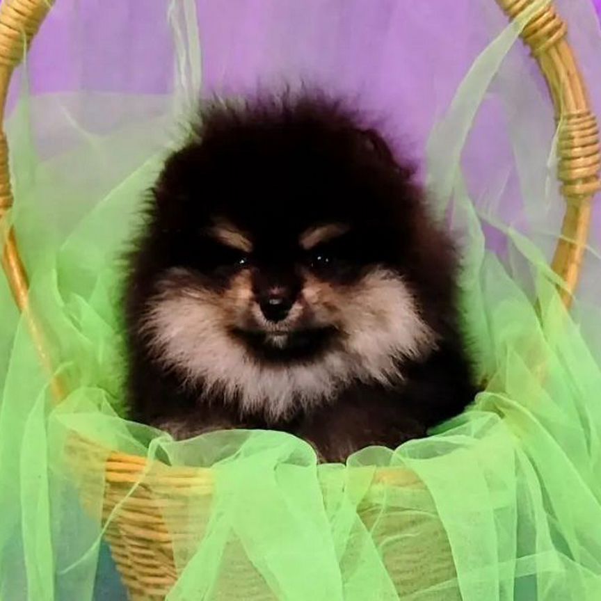 Померанский шпиц, щенок