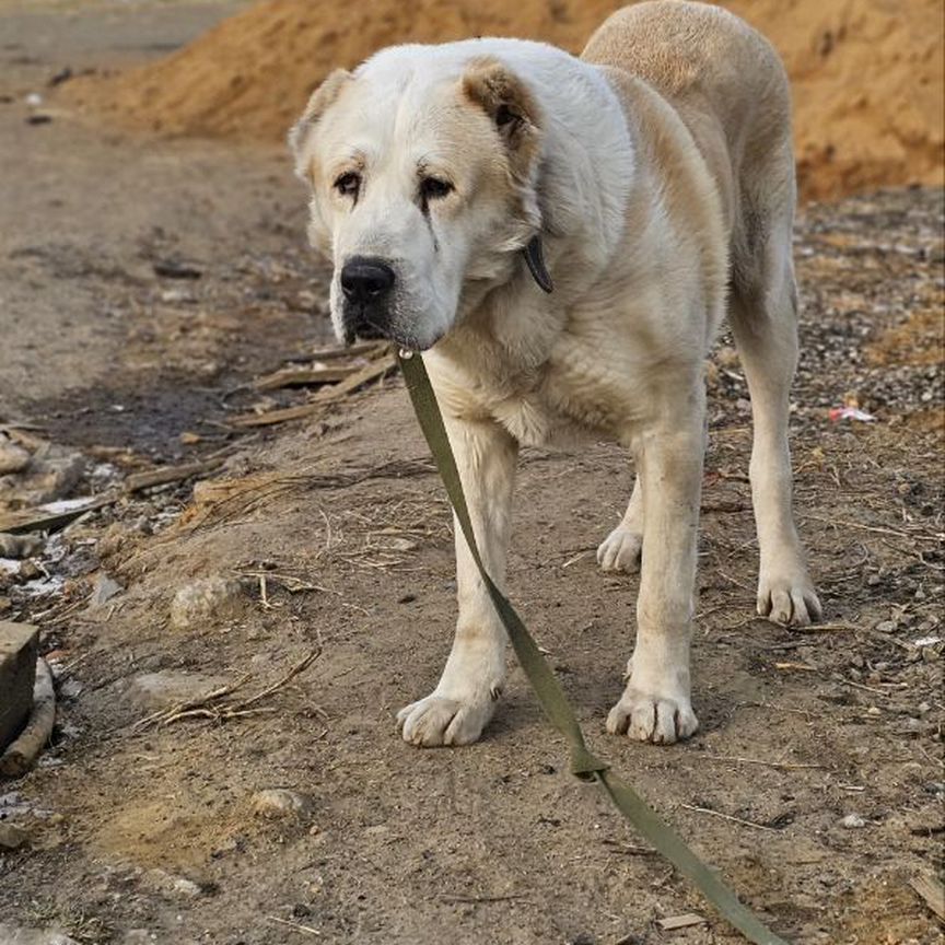 Породистый алабай Тагир ищет новых хозяев