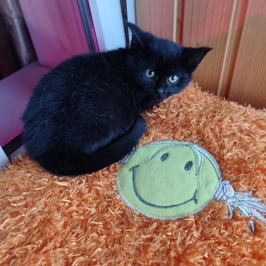 Котята с мамой кошкой