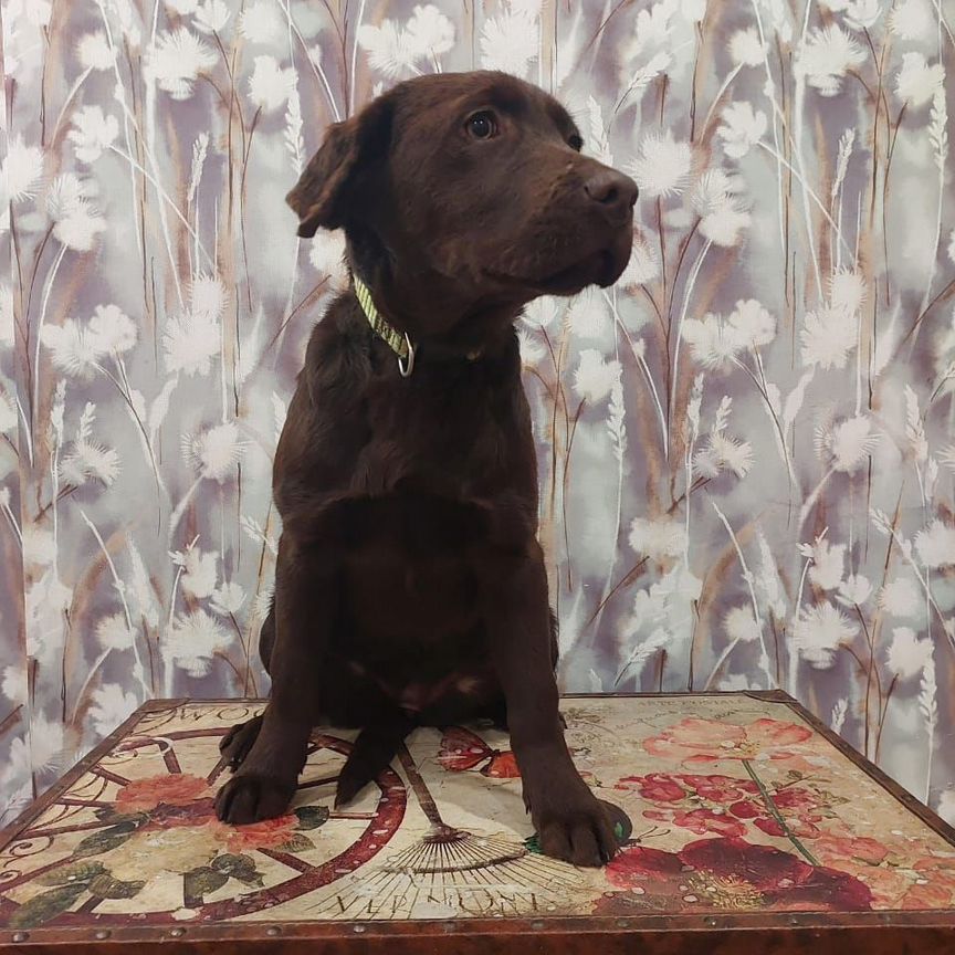 Щенок лабрадора