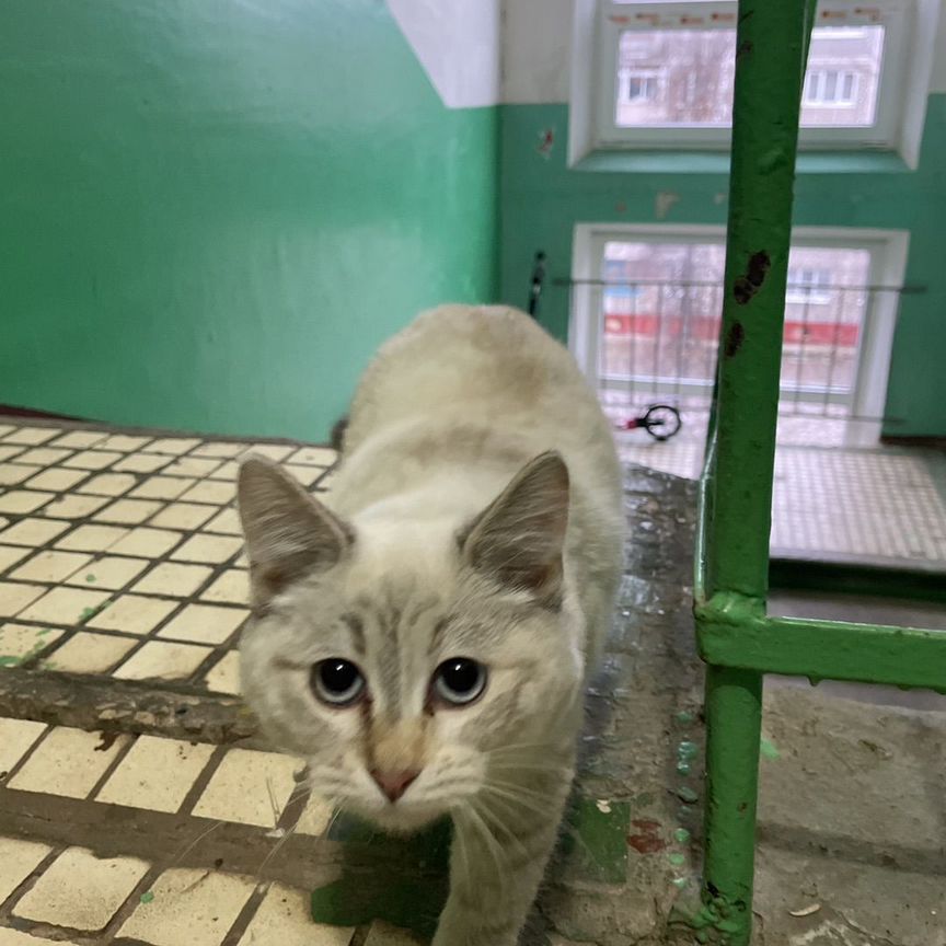 Котенок
