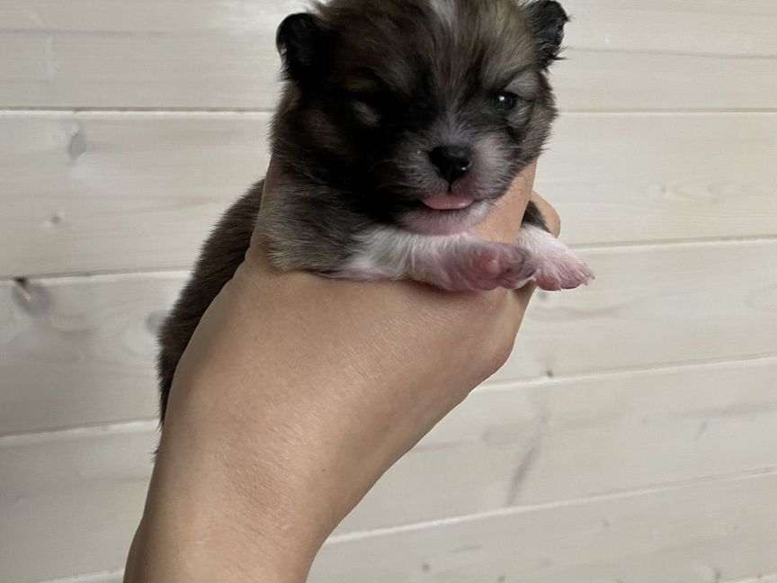 Маленькая собака шпиц