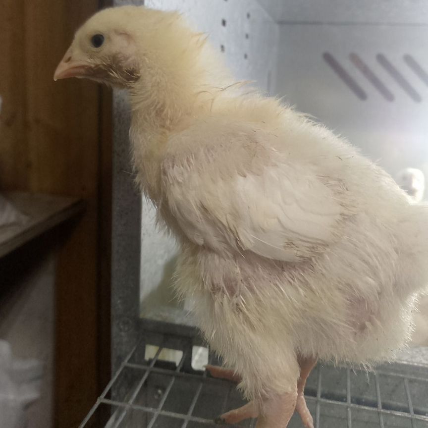 Подрощеные бройлеры