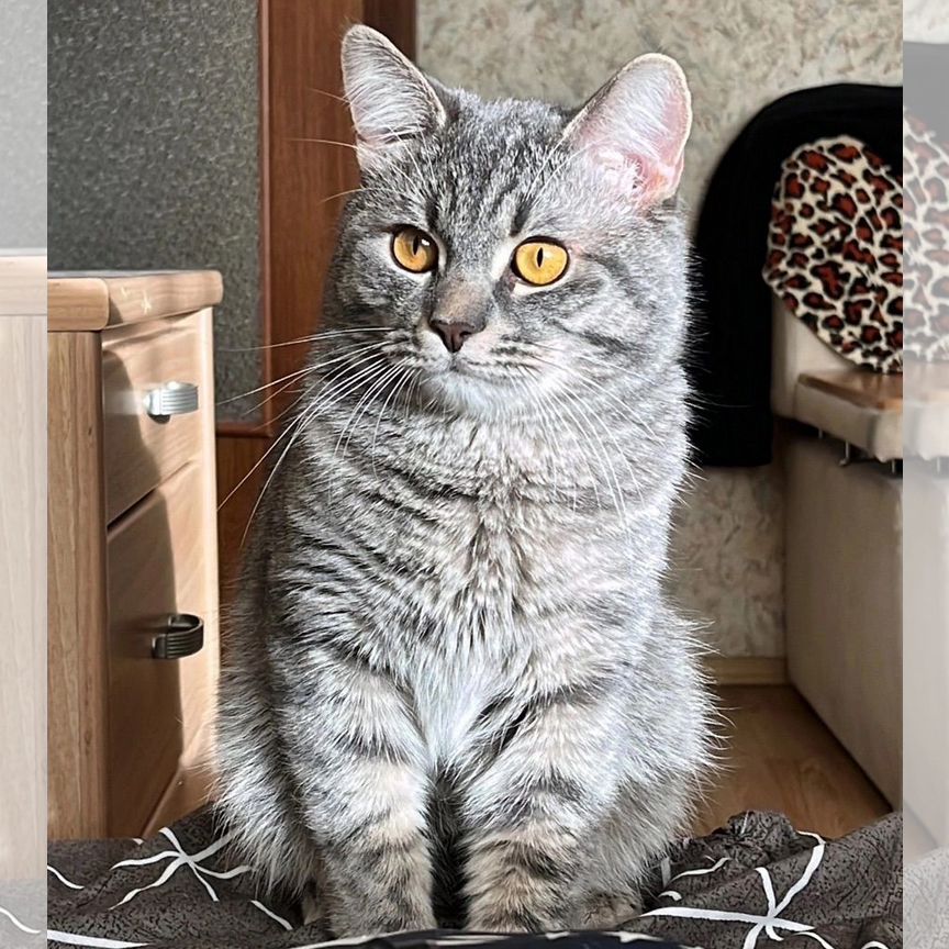 Шотландский кот мальчик даром