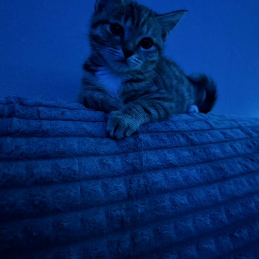 Шотландская кошечка