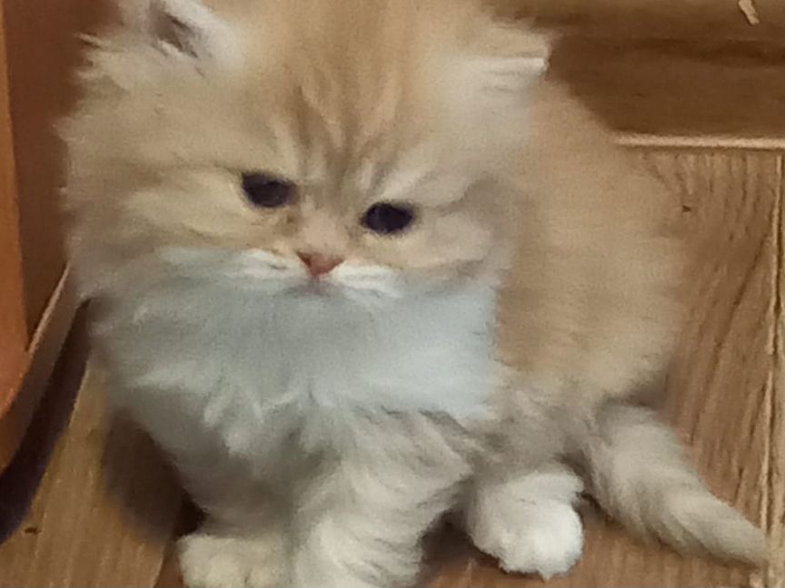 Персидская малышка