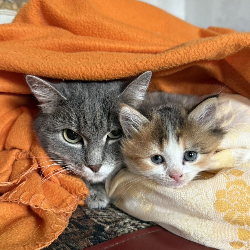 Кошечка супрмилая