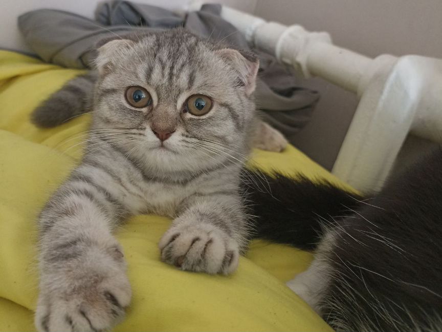 Шотландская вислоухая кошка
