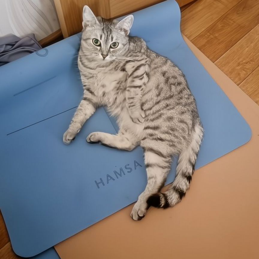 Британская короткошёрстная, взрослая кошка