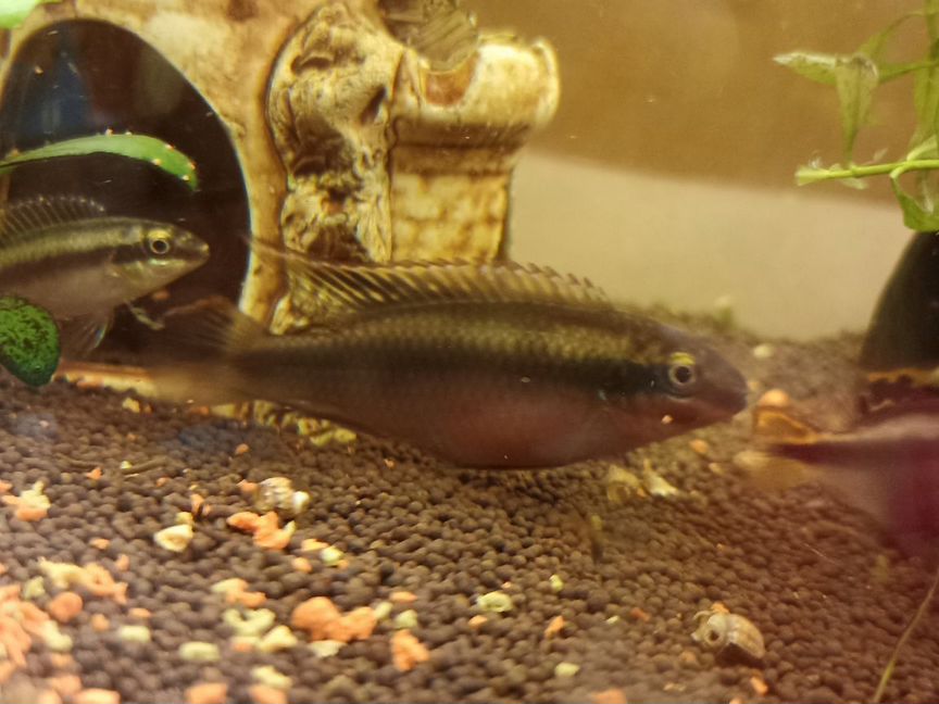 Пельвикахромис пульхера