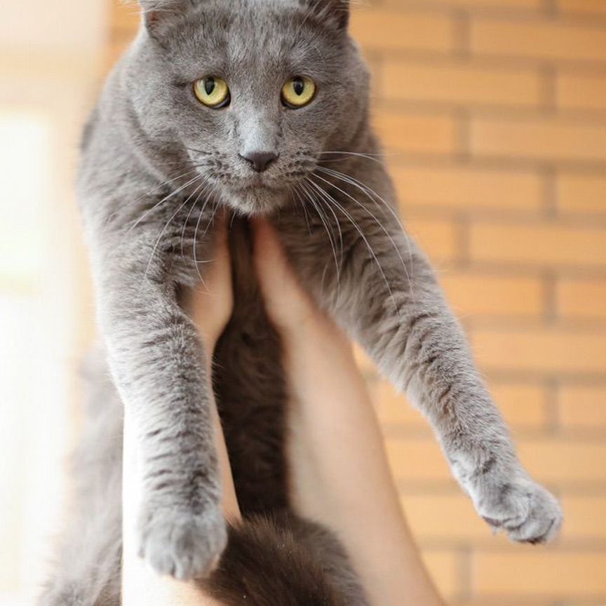 Кастрированный кот в дар