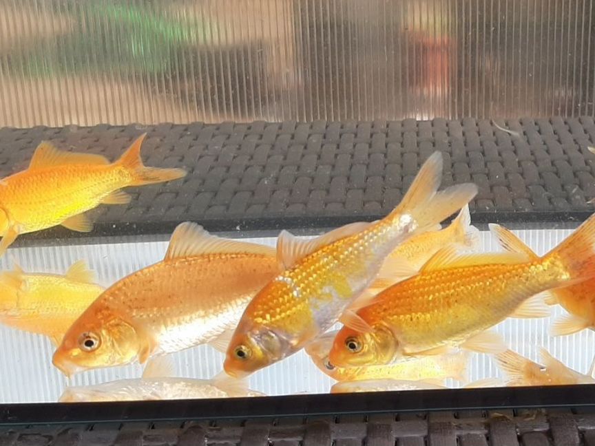 Карпы кои молодняк