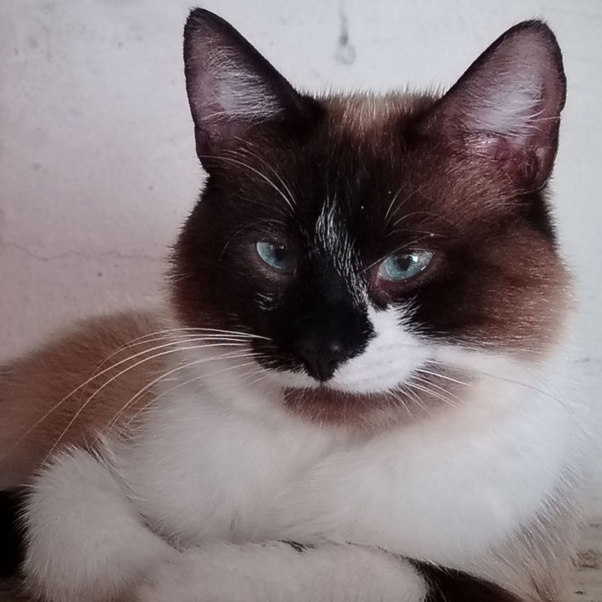 Подкинули котов, ищем для них дом