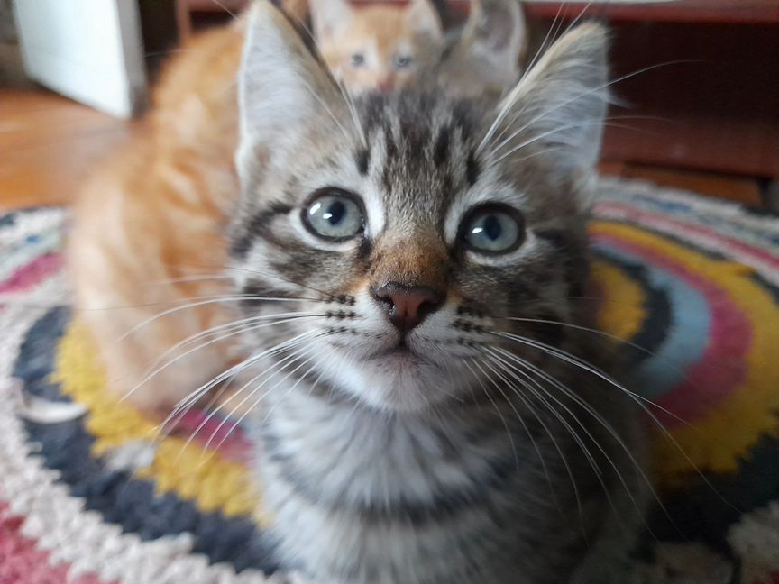 Котятки в добрые руки