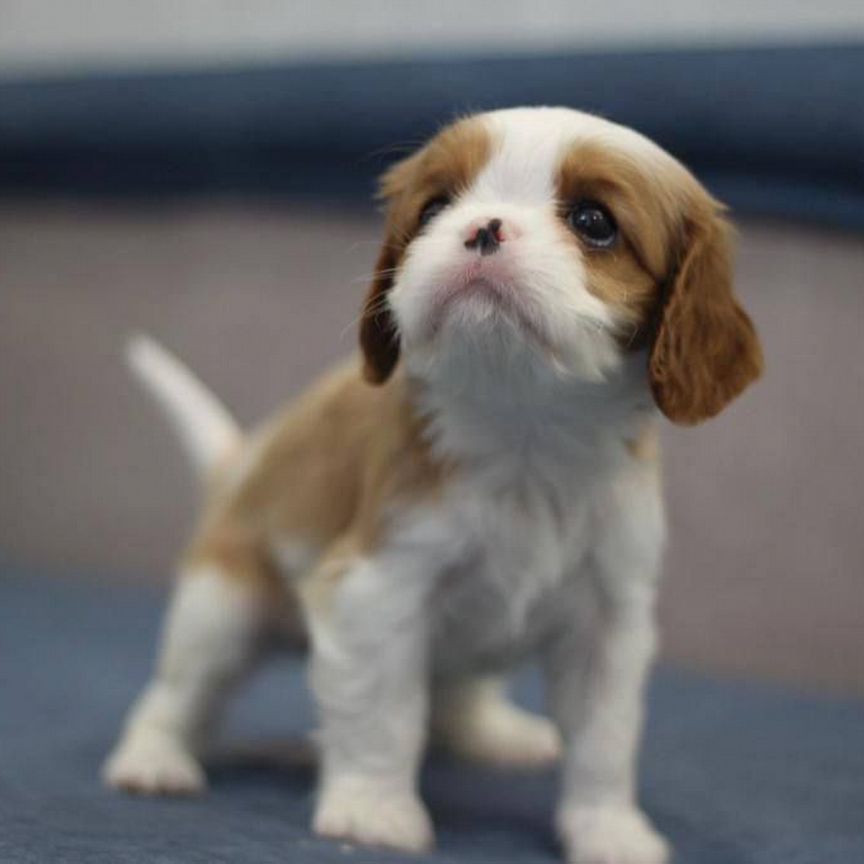 Кавалер Кинг Чарльз