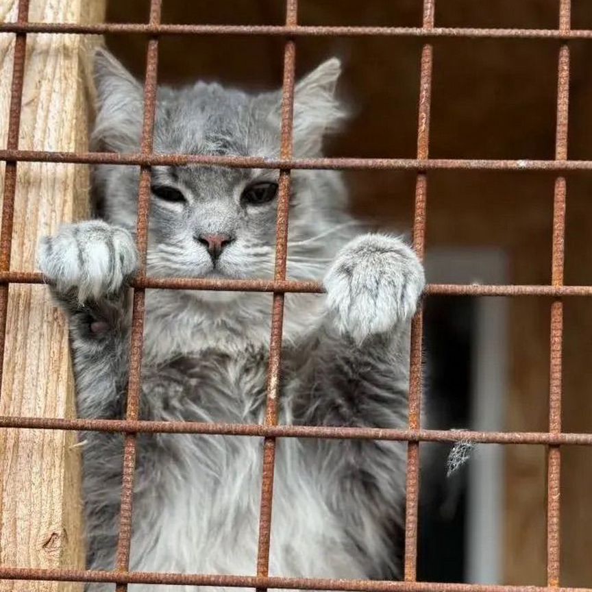 Взрослый кот в добрые руки