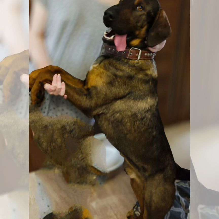 Плотт-хаунд, взрослый пёс