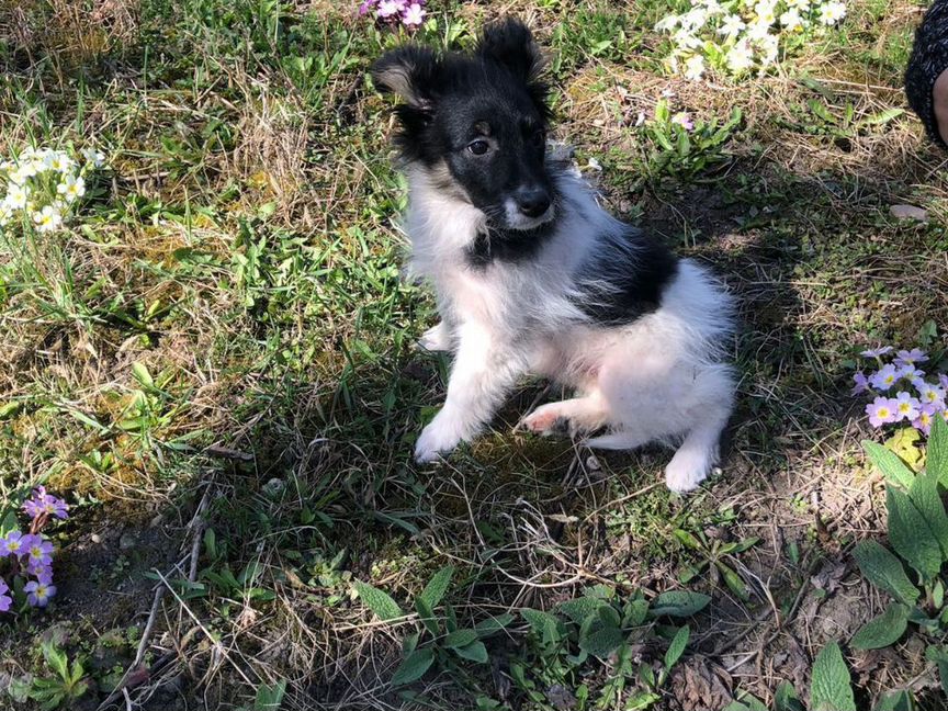 Красивая маленькая собачка в добрые ркки