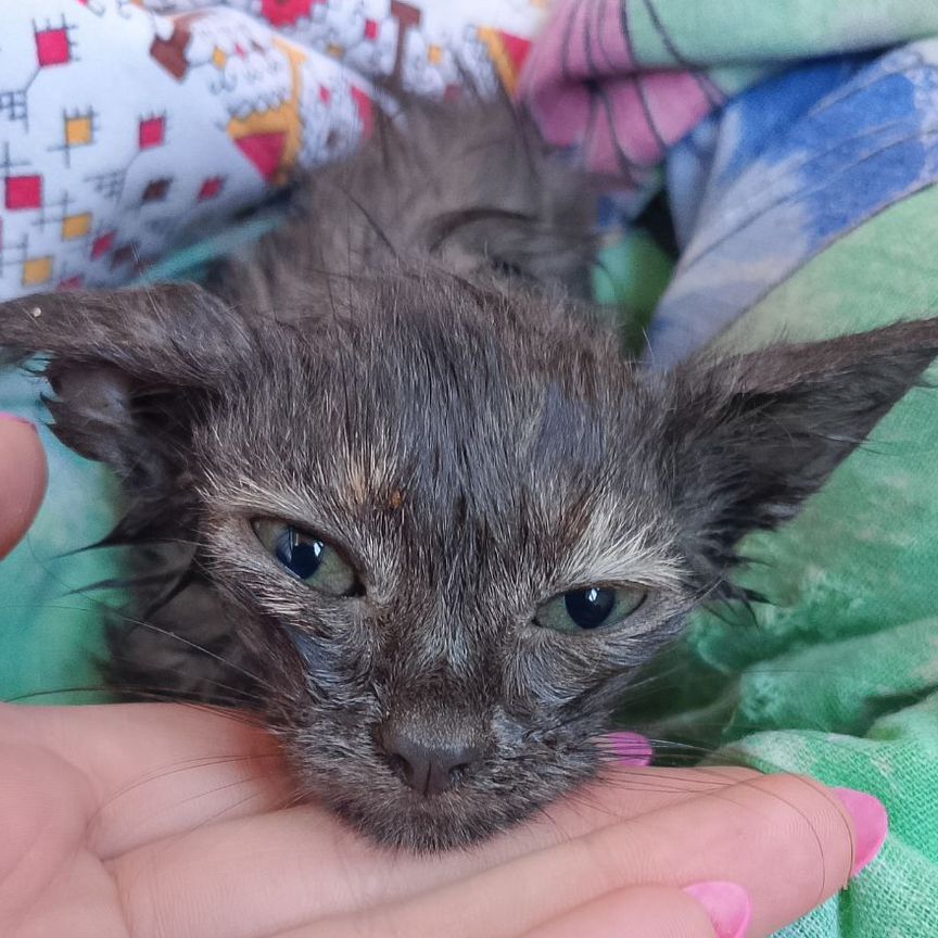 Котята из подвала