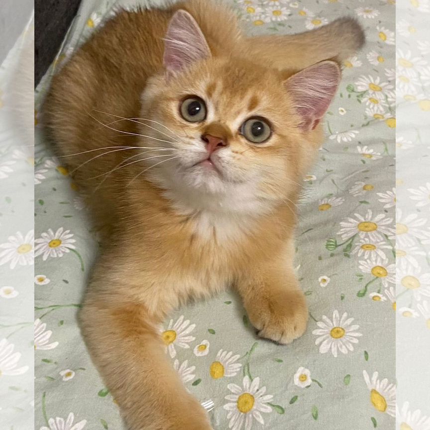 Шотландский прямоухий короткошёрстный котёнок
