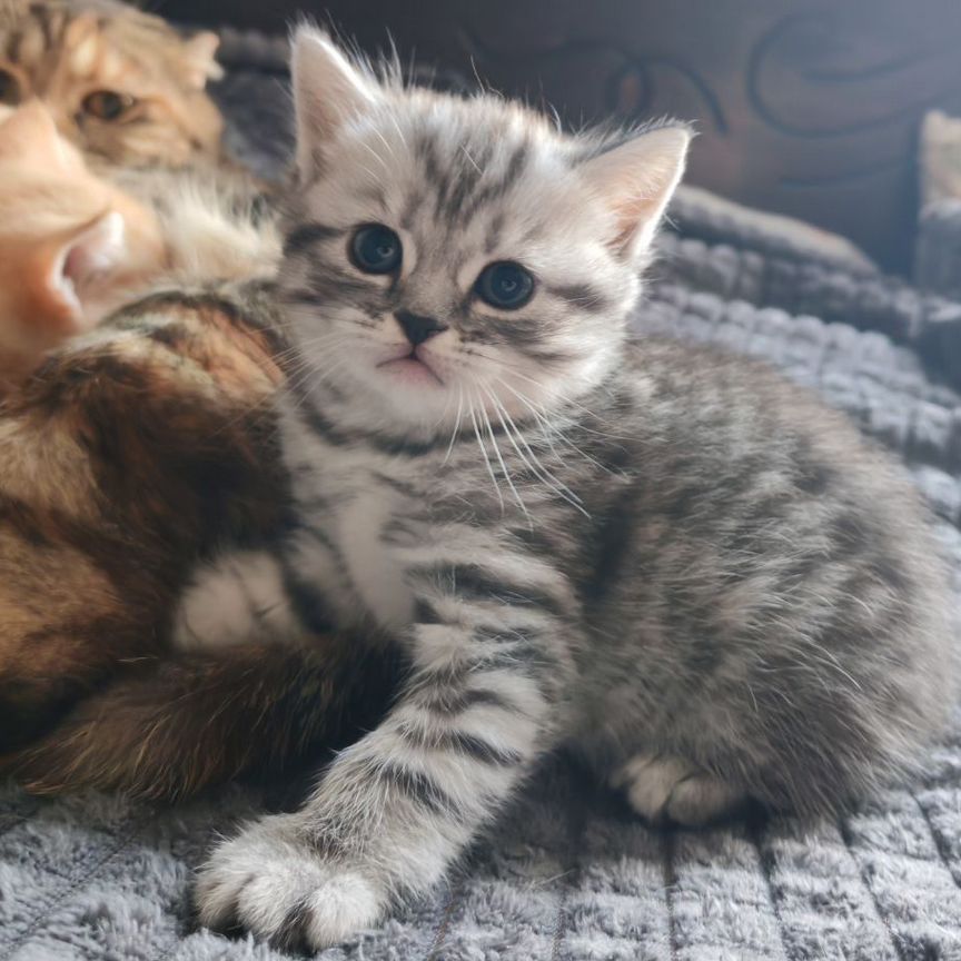 Британский длинношёрстный котёнок