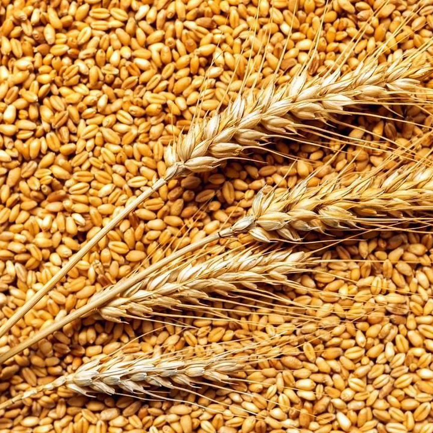Зерно пшеница ячмень