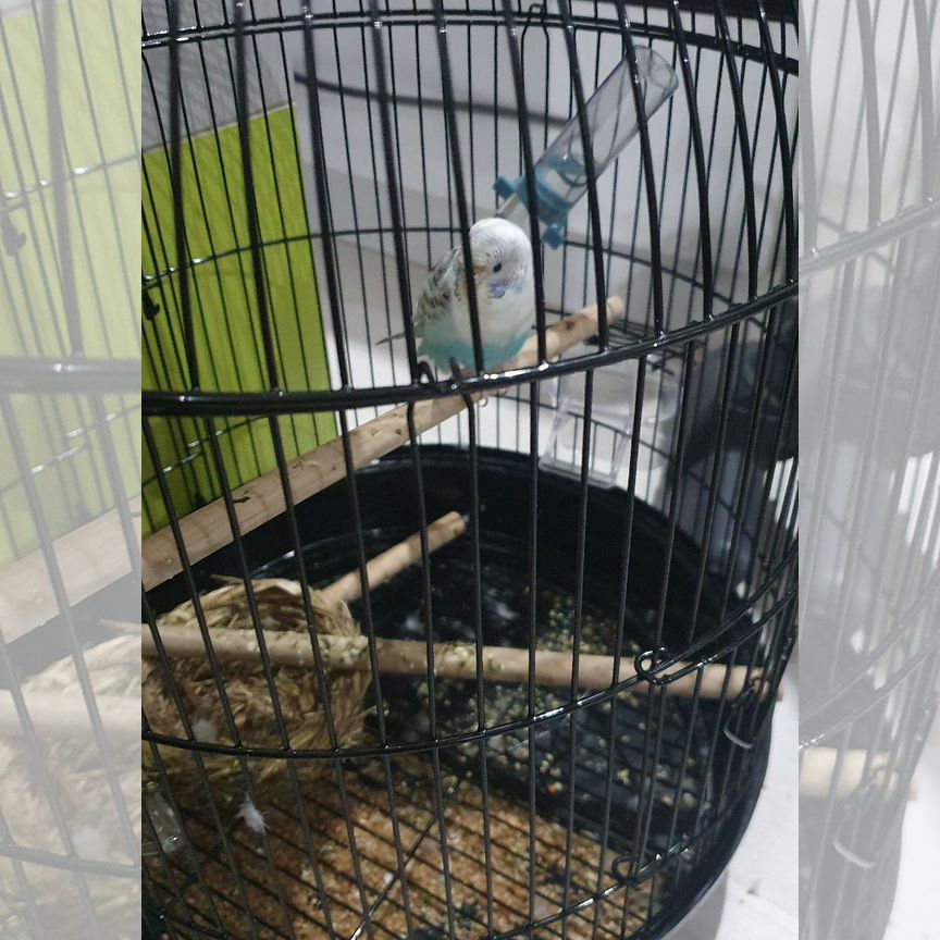 Волнистый попугай девочка с клеткой