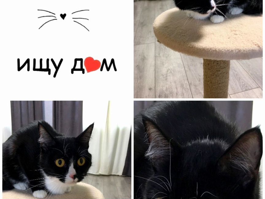 Бездомная кошечка ищет дом