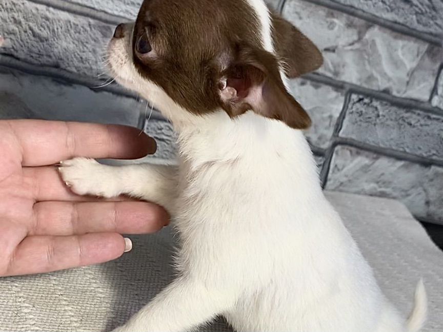 Очаровательные курносики