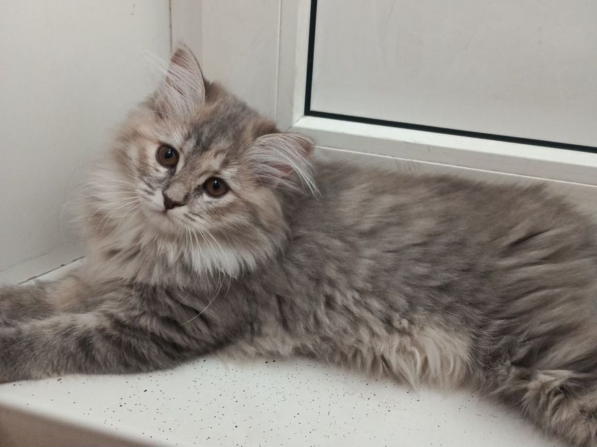 Котята 3 месяца