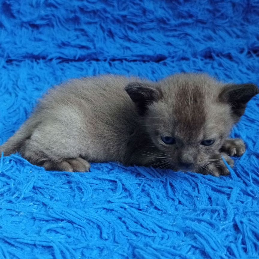 Европейский бурманский котёнок