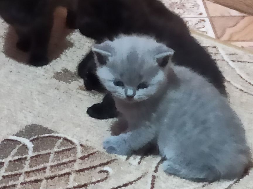 Британские вислоухие котята