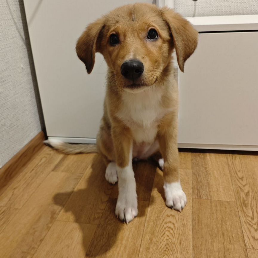 Щенок в добрые руки