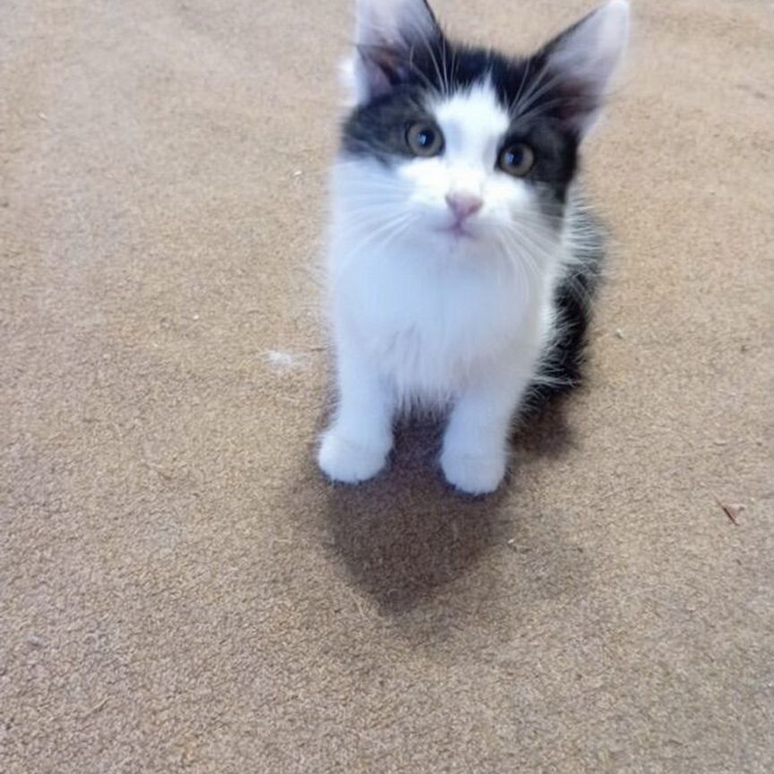 Кошка с котятами в деревне