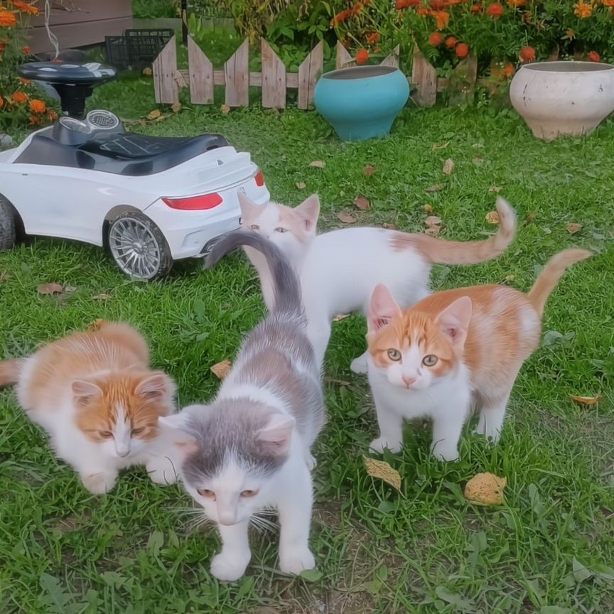 Котята в добрые руки