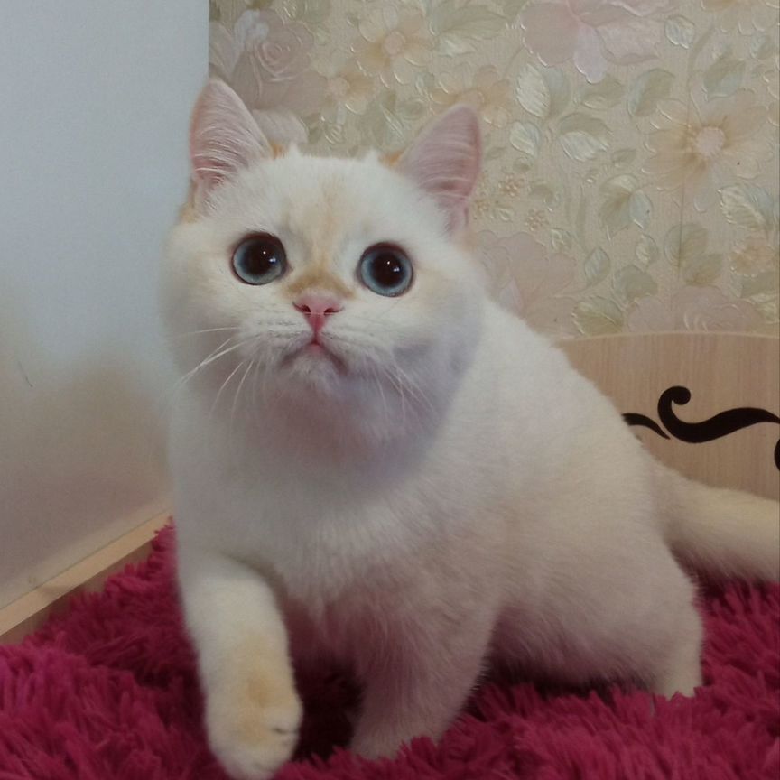 Золотой