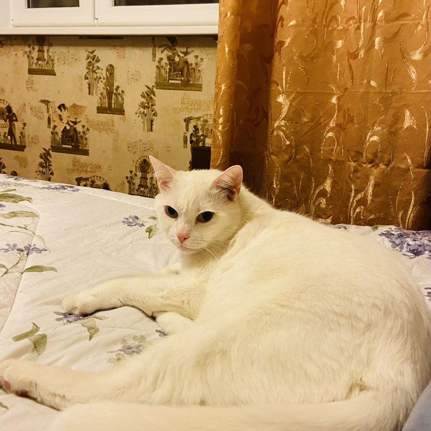 Кот Снежок в добрые руки