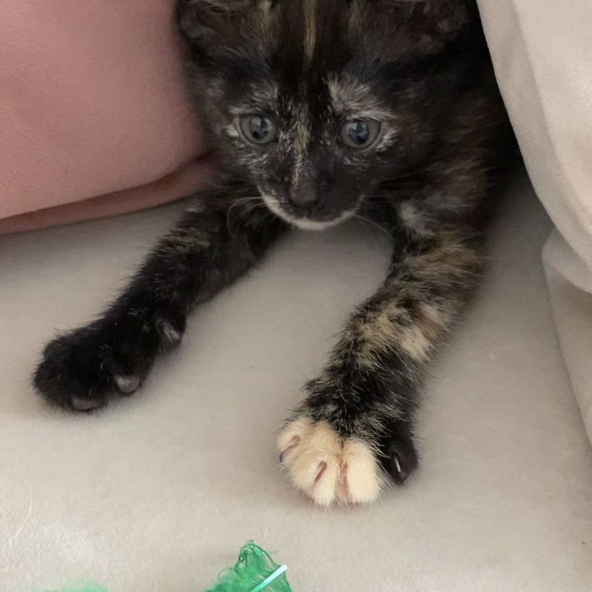 Котенок