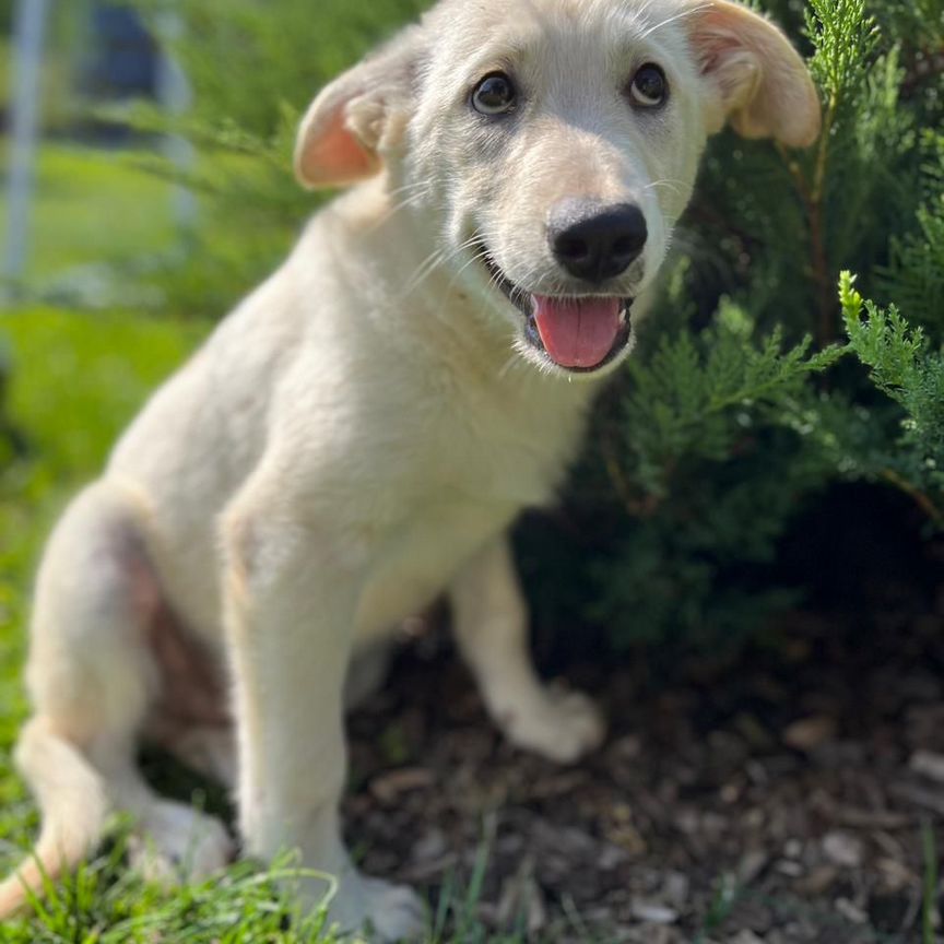 Щенок в добрые руки отдам бесплатно