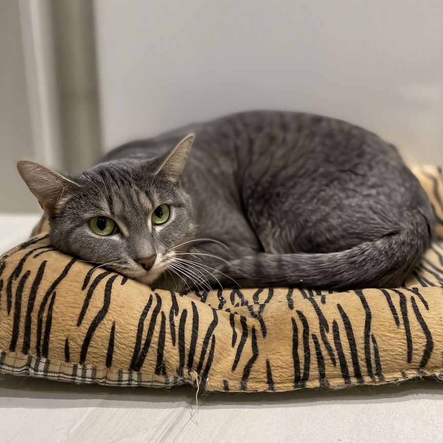 Взрослая, кошка в добрые руки