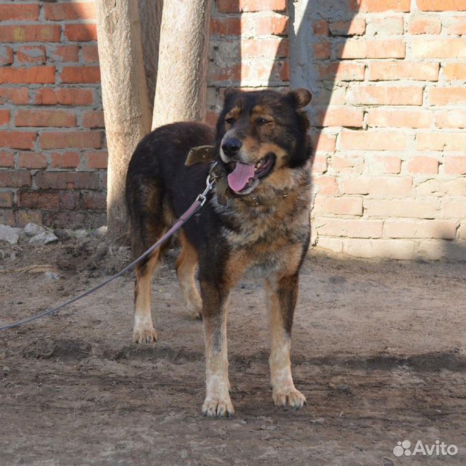 Пират ищет свой дом