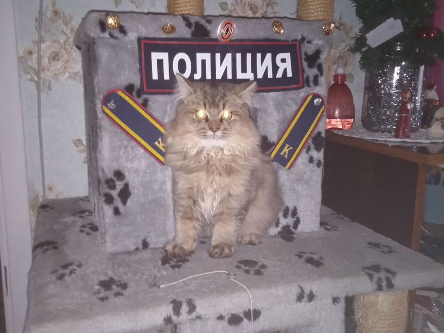 Кошки