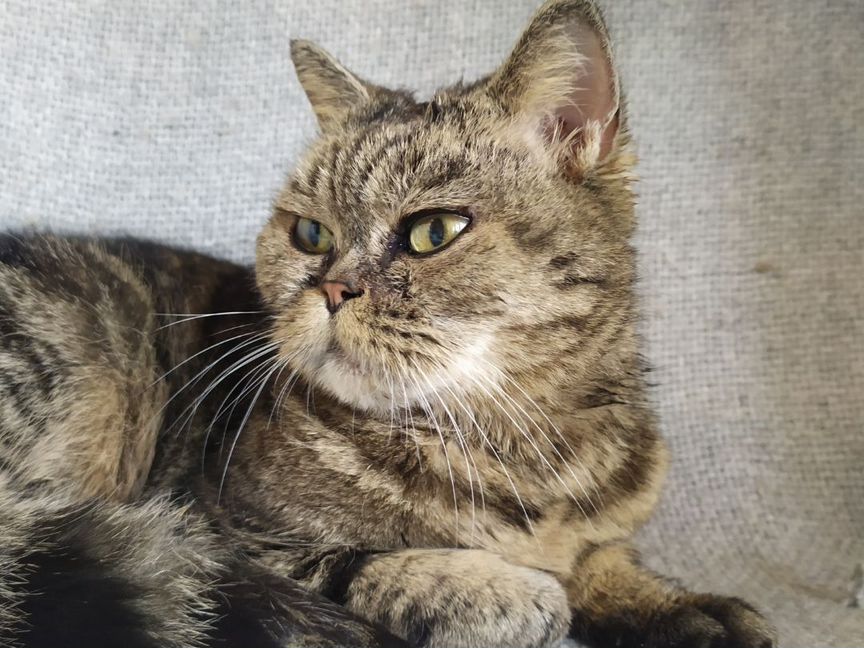 Кошке Айрис нужен хозяин