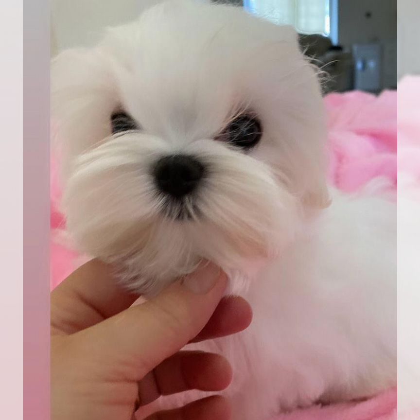 Мальтийская болонка, щенок