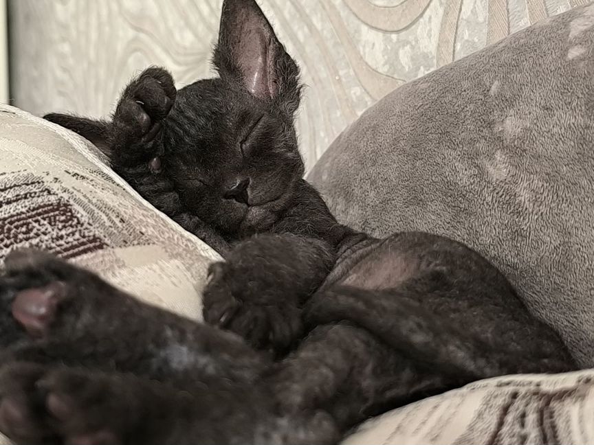 Котёнок Сфинкс