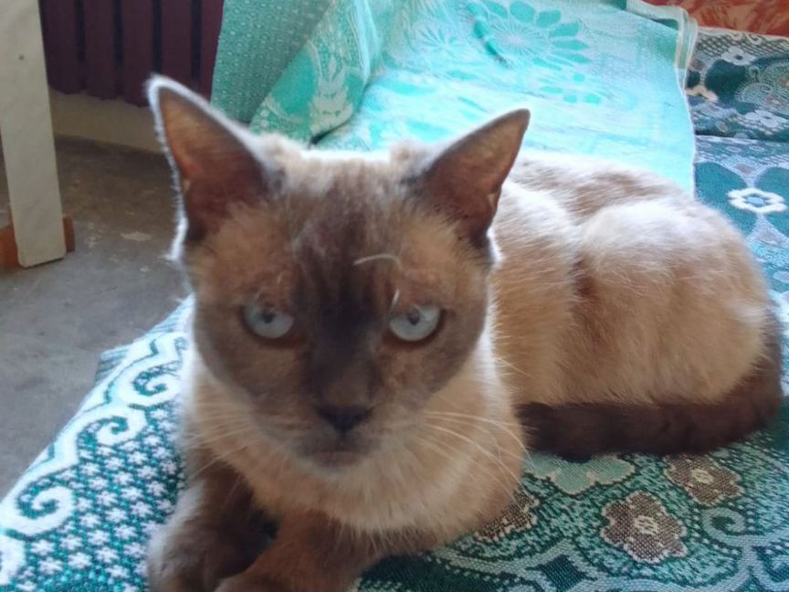 Сиамская кошечка