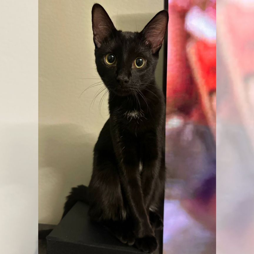 Бомбейский котёнок